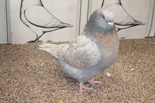 Runt pigeons ( Romain ) | Pigeontype