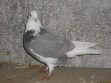 Turkish Dunek Pigeons | Pigeontype