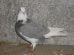 Turkish Dunek Pigeons | Pigeontype