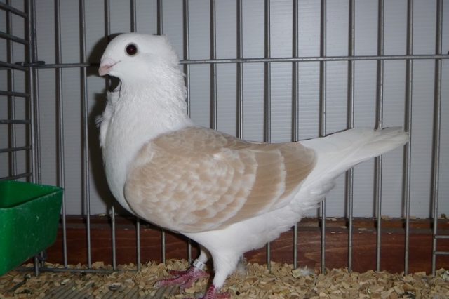 Red Check Show Antwerp Pigeons | Pigeontype