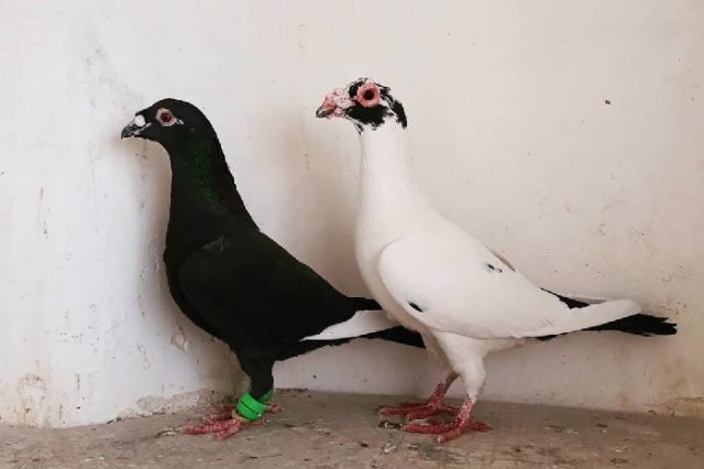 Balear Pouter Pigeons | Pigeontype
