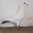 Spanish Bagdad | Pigeontype