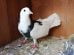Turkish Dunek Pigeons | Pigeontype