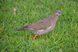 Zenaida Doves | Pigeontype