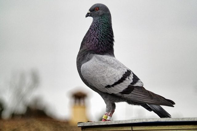 Pouter-Cropper Pigeons | Pigeontype