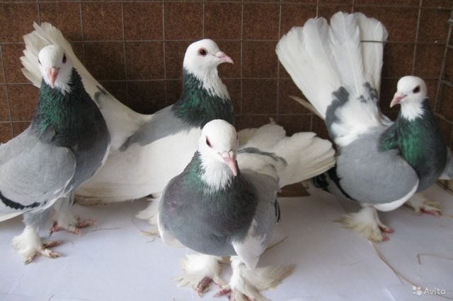 Highflyer Pigeons | Pigeontype