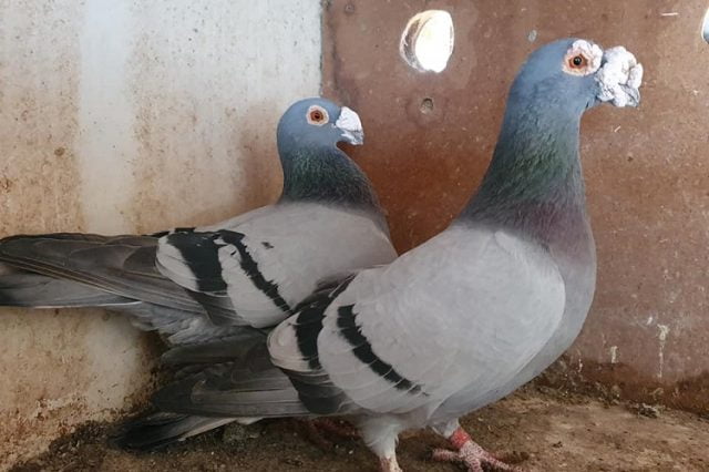 American Giant Runt And Rumbler Pigeons | Pigeontype