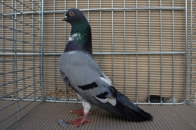 Cumulet Pigeons | Pigeontype