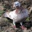 Texan Pioneer pigeons | Pigeontype
